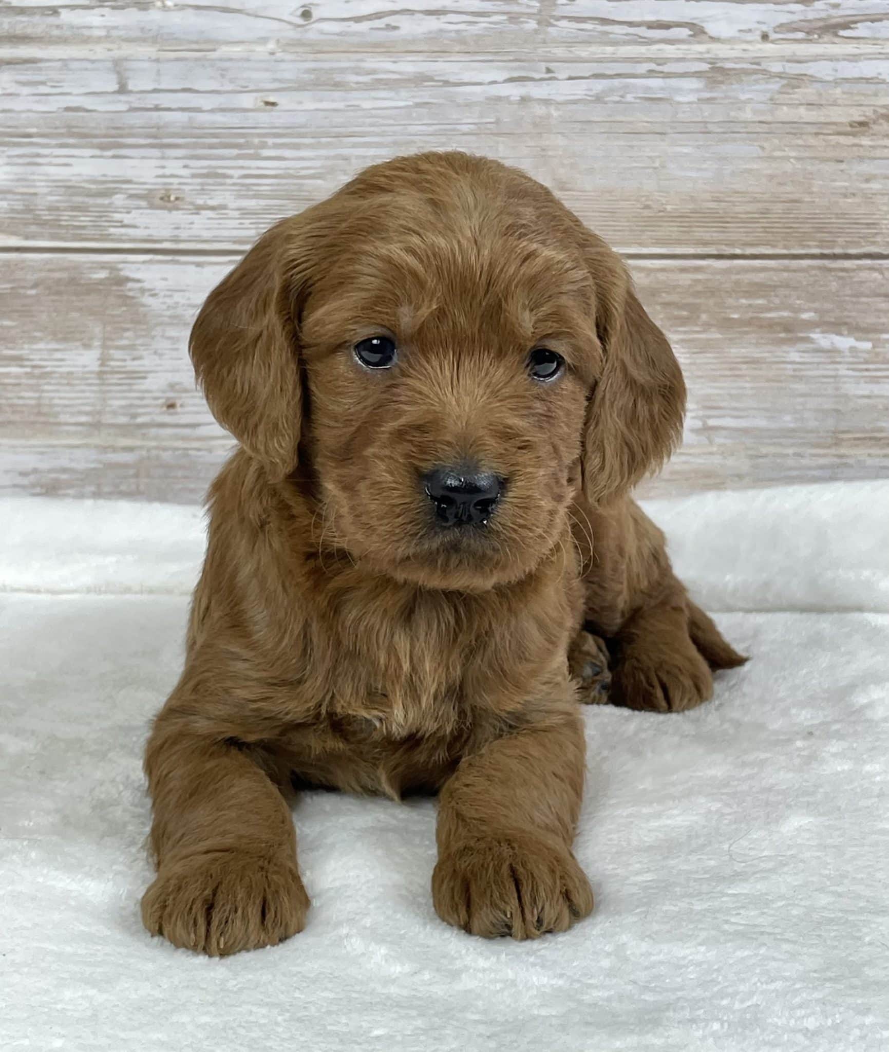 Hazel - Ohio Puppy Paws