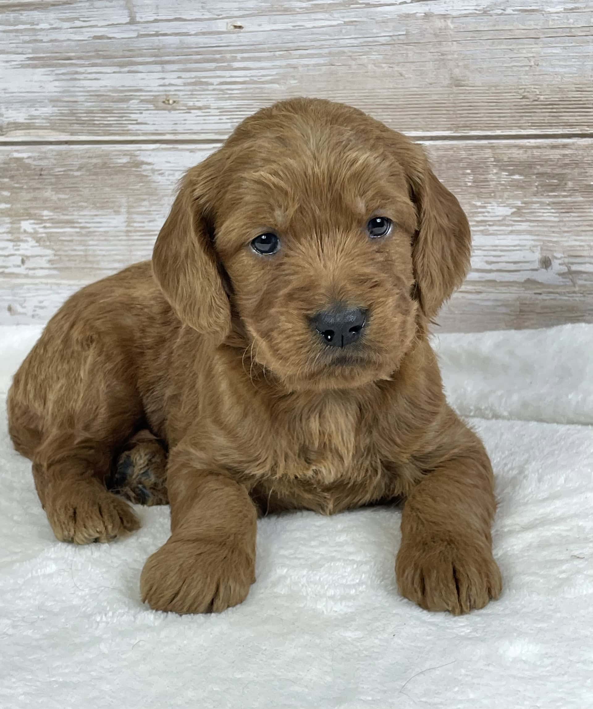 Hazel - Ohio Puppy Paws