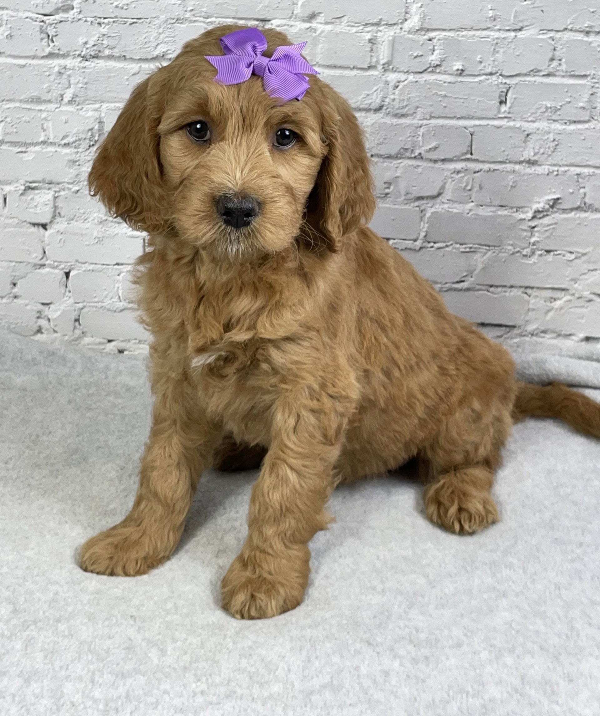 Nova - Ohio Puppy Paws